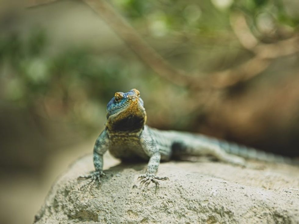 Fun Banded Rock Lizard Facts For Kids | Kidadl