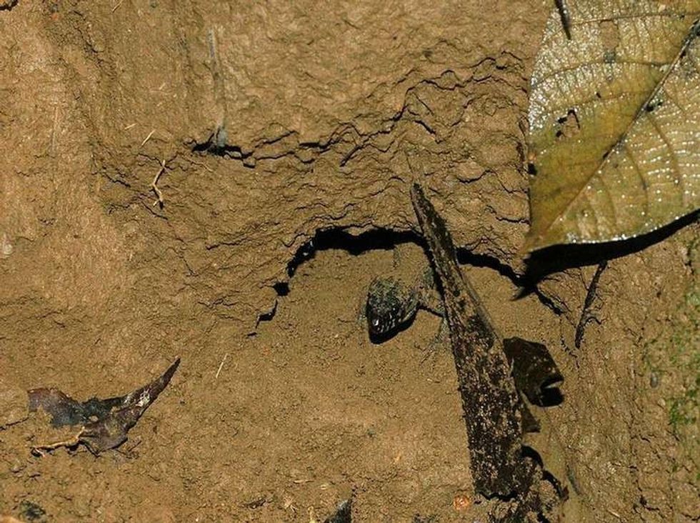 Yellow Lizard: Facts You Won’t Believe! | Kidadl