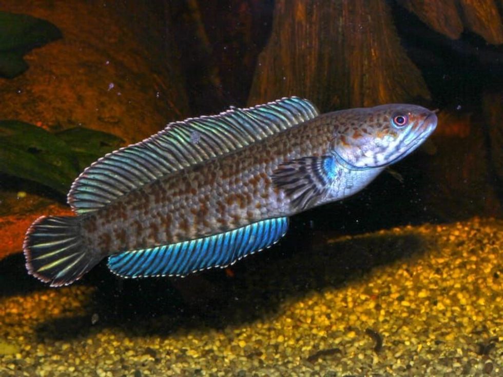 Fun Small Snakehead Facts For Kids | Kidadl