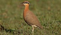 Fun Jerdon's Courser Facts For Kids | Kidadl