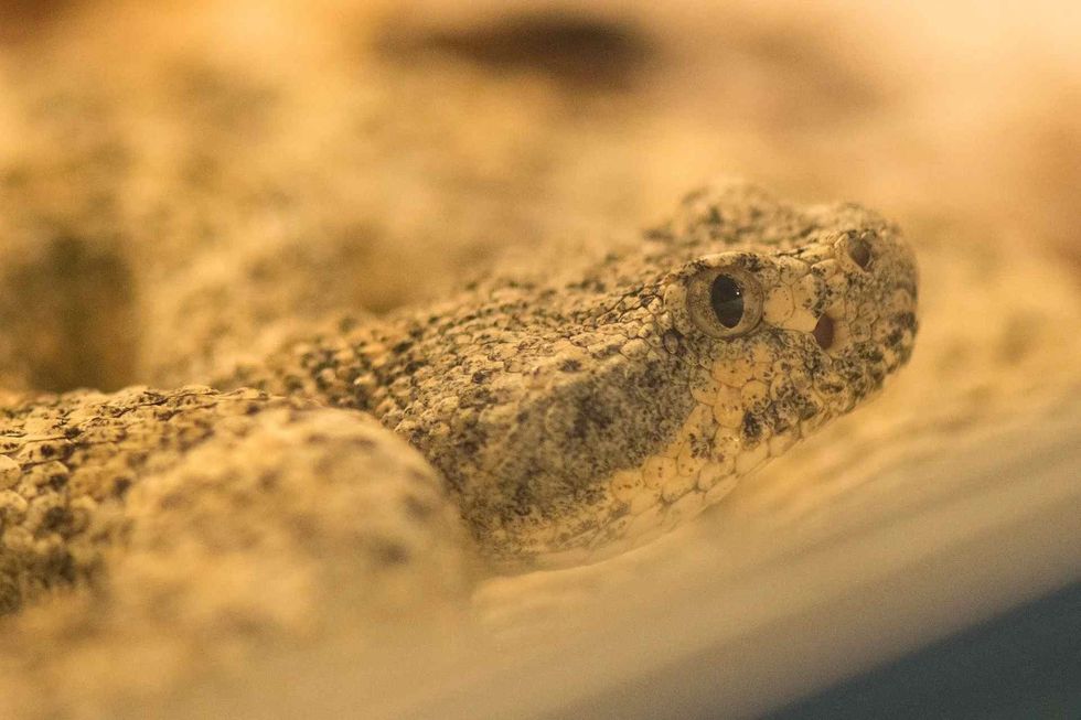 Fun Sand Viper Facts For Kids | Kidadl