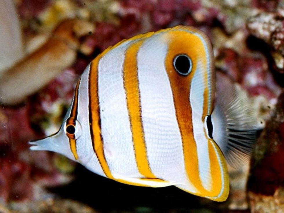 Fun Scrawled Butterflyfish Facts For Kids | Kidadl