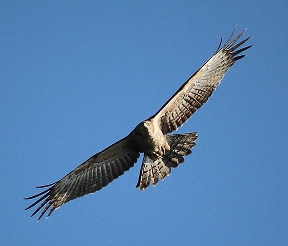 Fun Grey-faced Buzzard Facts For Kids | Kidadl