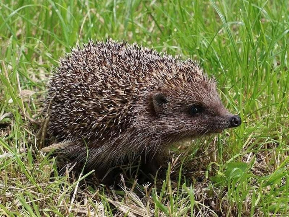 Fun Lesser Hedgehog Tenrec Facts For Kids | Kidadl