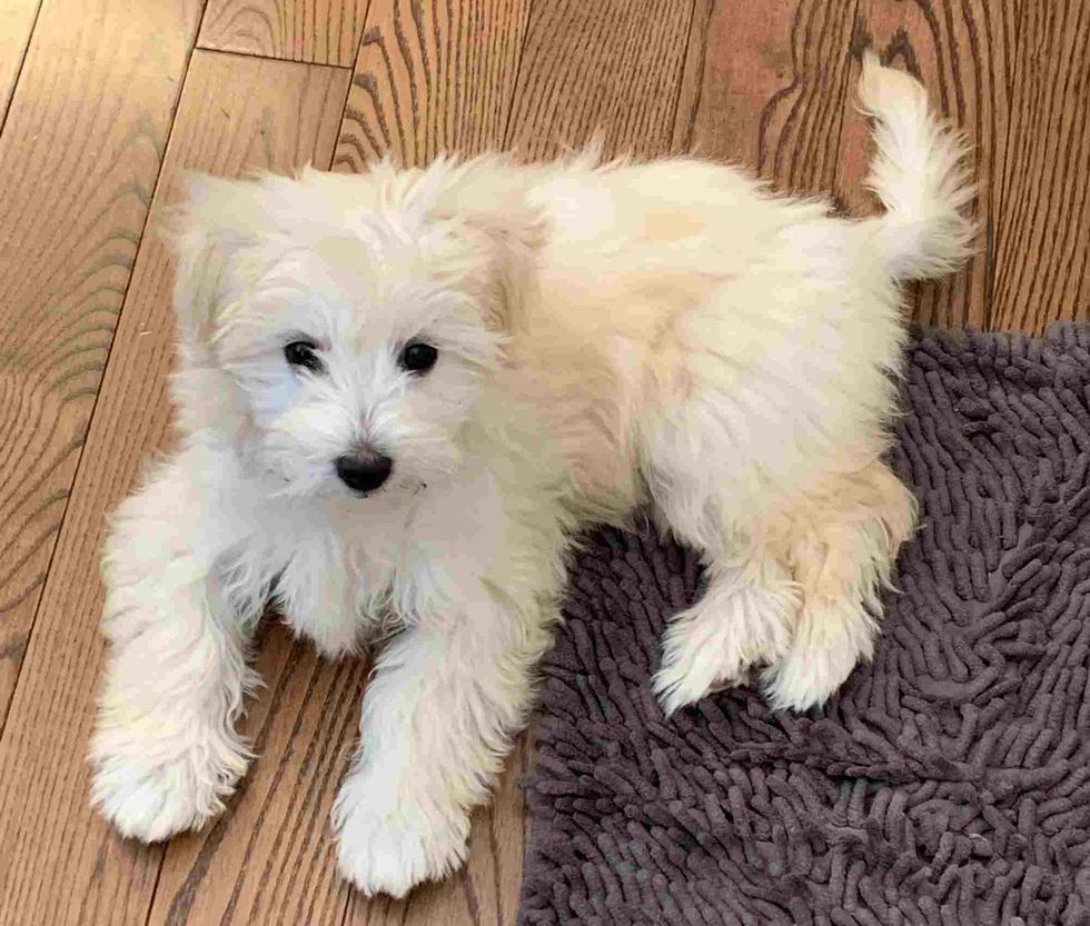 Fun Mauzer Dog Facts For Kids | Kidadl