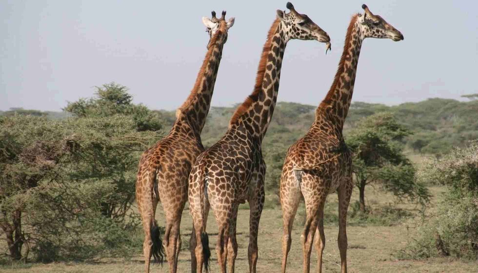 57 Giraffe Jokes That Are Head And Shoulders Above The Rest! | Kidadl