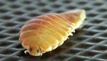 Fun Tongue-eating Louse Facts For Kids | Kidadl