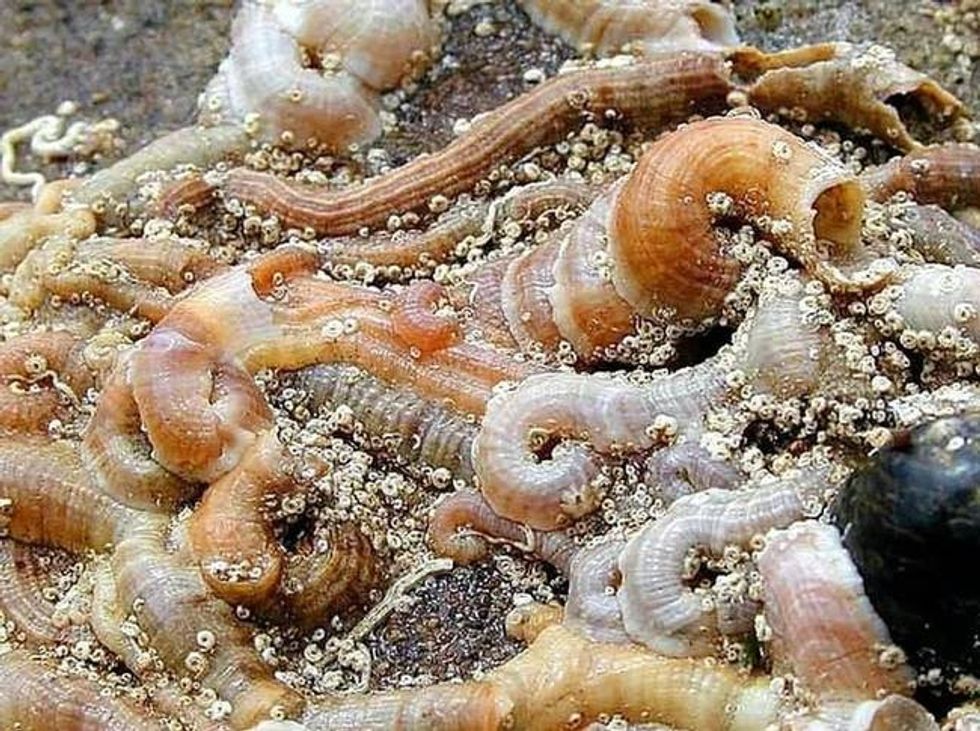 Fun Tube Worm Facts For Kids | Kidadl