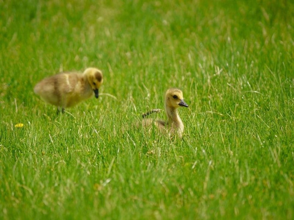 What Are Baby Geese Called? Great Goose Facts All Kids Should Know | Kidadl