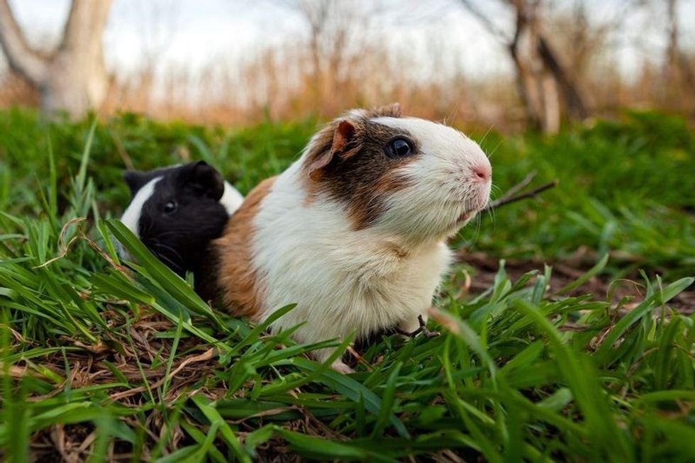 Everything You've Wanted To Know About Guinea Pig Poop | Kidadl