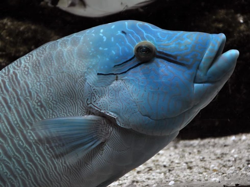Fun Humphead Wrasse Facts For Kids | Kidadl