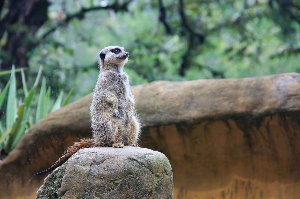 Are Meerkats Endangered? What We Can Do To Help Them Right Now | Kidadl