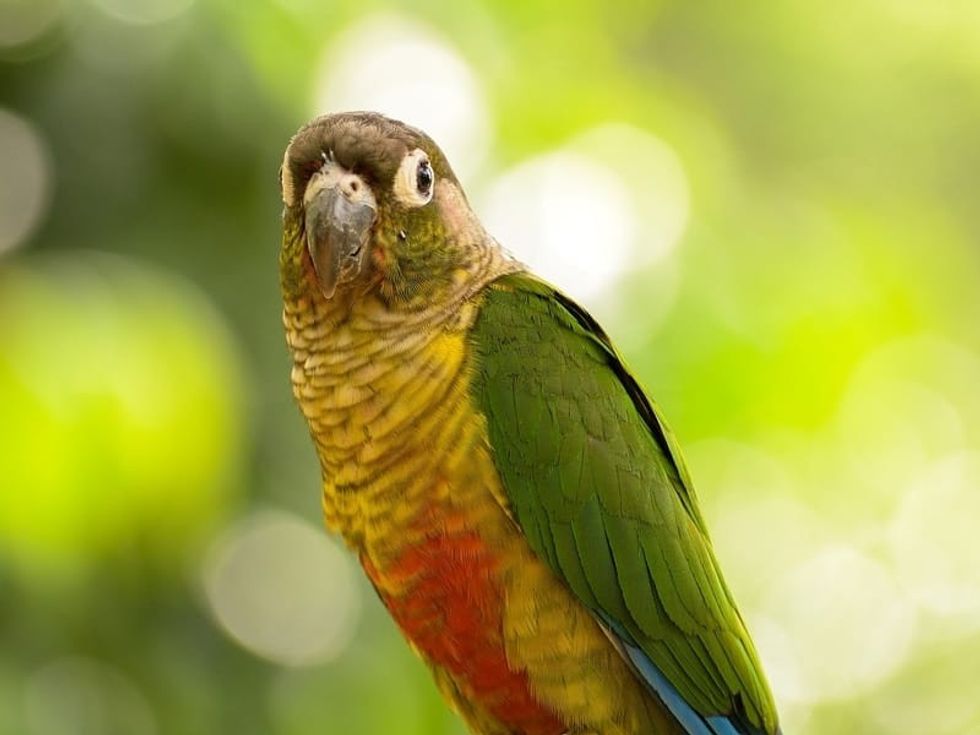 Fun White Eared Conure Facts For Kids | Kidadl