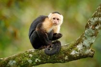 Capuchin Monkey Lifespan: How Long Do They Live in The Wild & As Pets ...